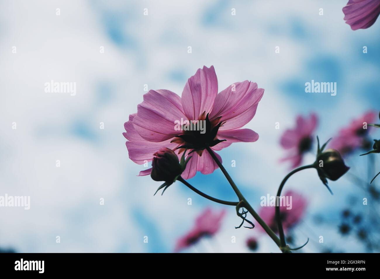 Purple cosmo flower hi-res stock photography and images - Alamy