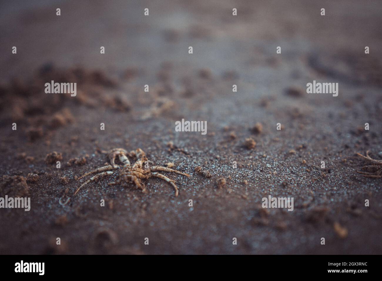 Macro shot of a dead spider on a sandy ground Stock Photo - Alamy