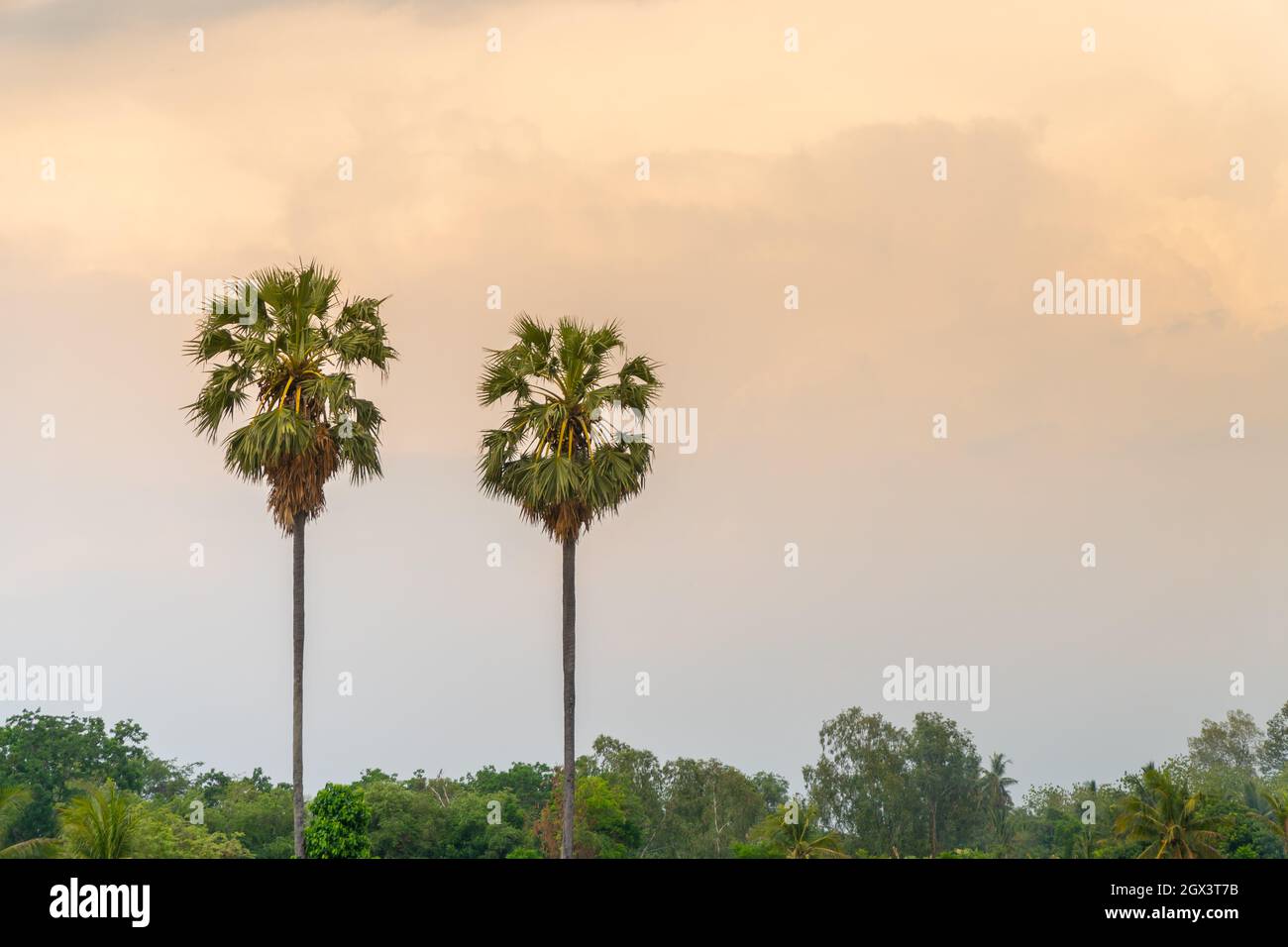 Palmyra palm flower hi-res stock photography and images - Alamy