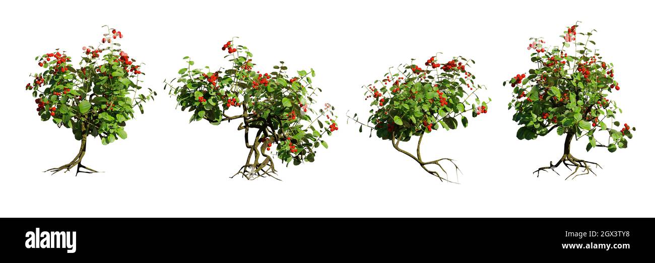 berry bushes with roots, set of small plants isolated on white ...