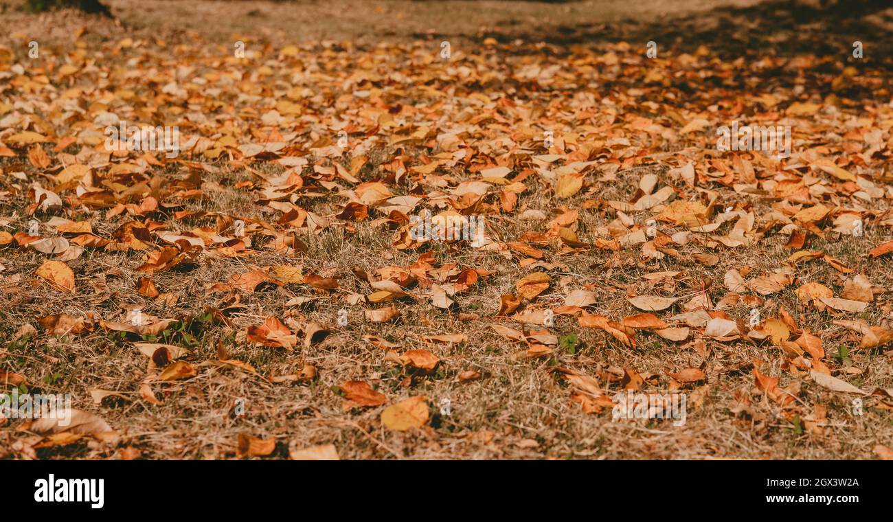 Dry leaf falling from tree hi-res stock photography and images - Alamy