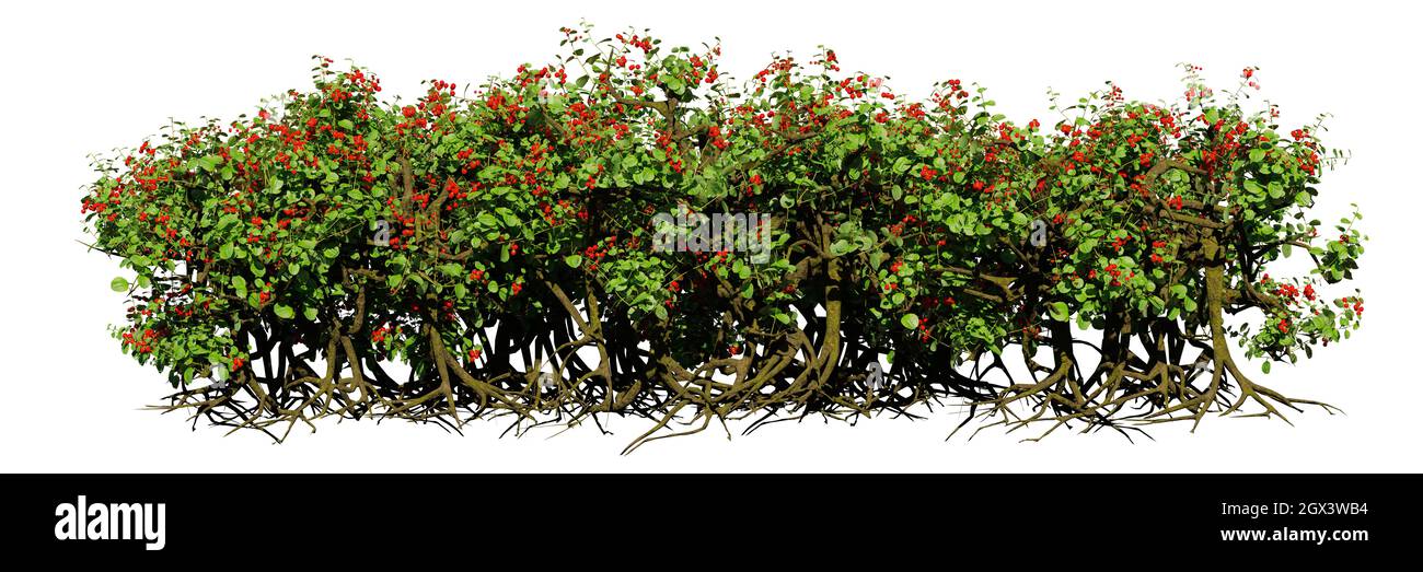 berry hedge with roots, bushes with red fruits isolated on white ...