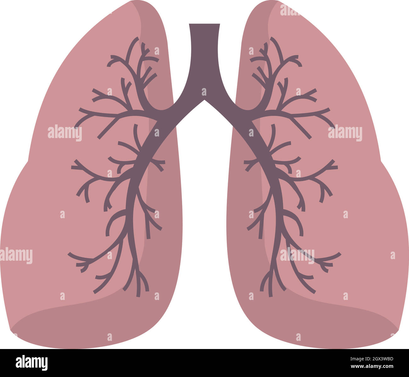 Inflammation lungs hi-res stock photography and images - Alamy