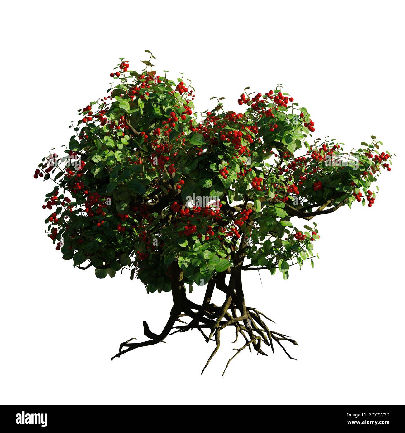 berry bush with roots, isolated on white background Stock Photo - Alamy