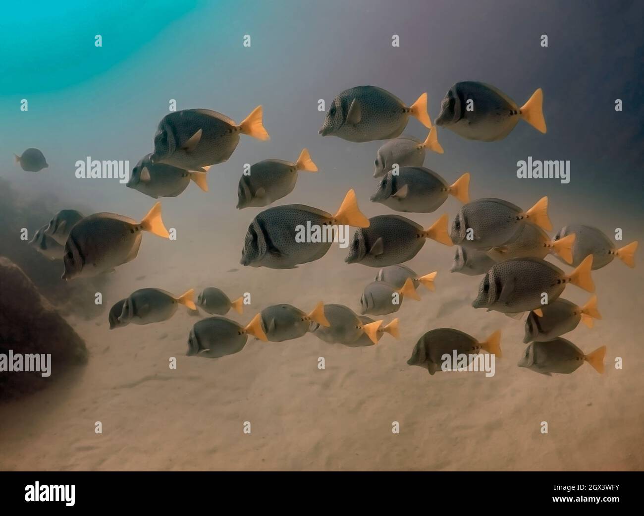 Tropical fish cabo san lucas hi-res stock photography and images - Alamy