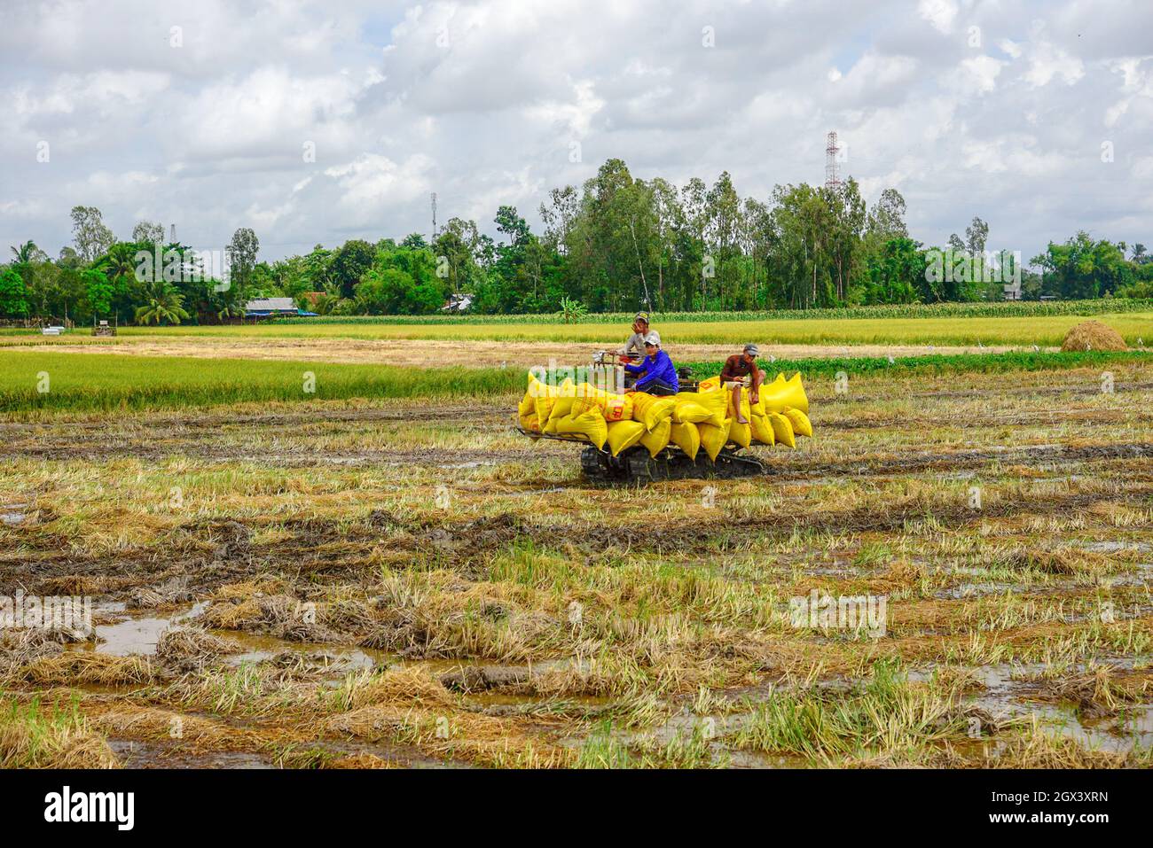 Winter-spring rice crop in full harvest Stock Photo - Alamy