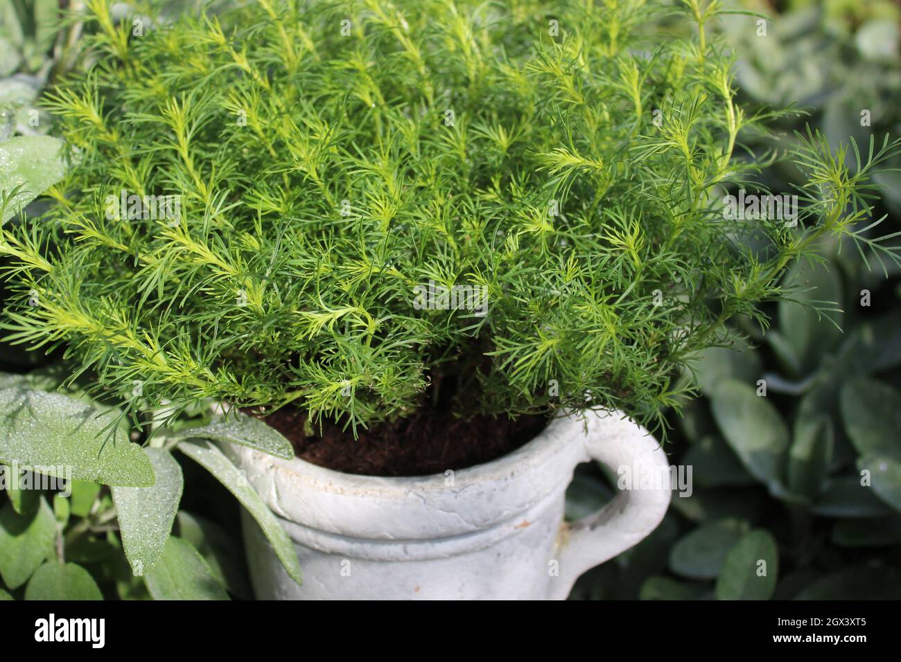 Tagetes filifolia in the garden Stock Photo - Alamy