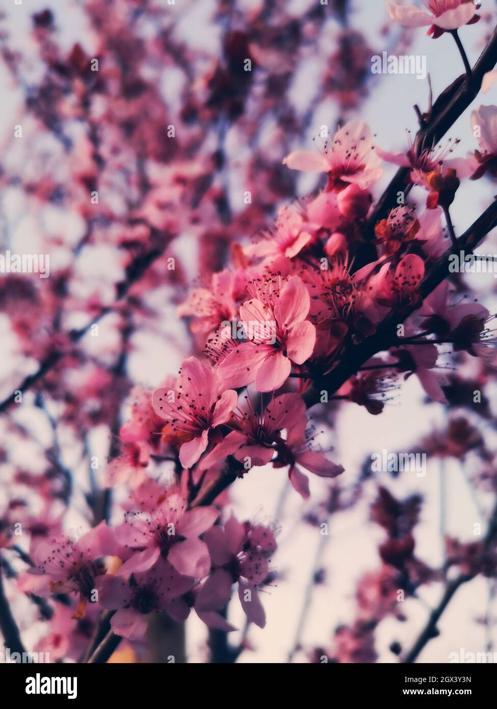 Blood plum tree hi-res stock photography and images - Alamy