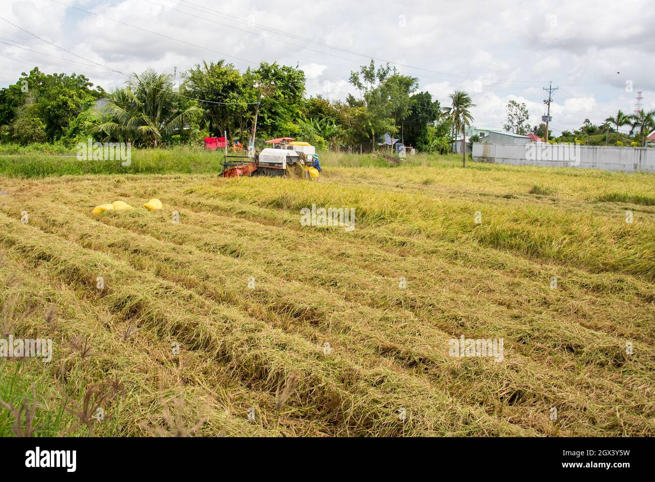 Winter-spring rice crop in full harvest Stock Photo - Alamy