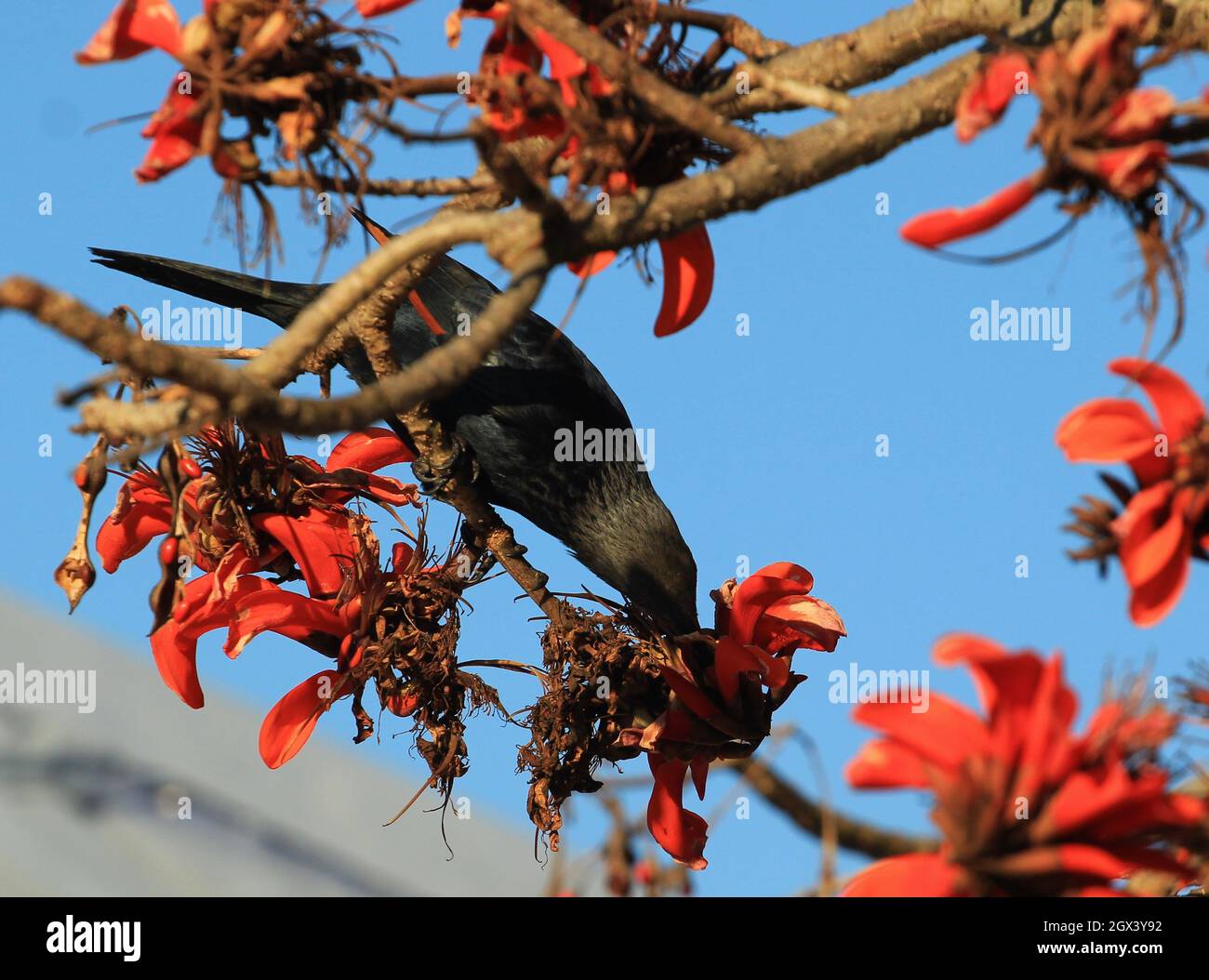 Red-winged Starling, Onychognathus morio on a branch of a Coral Tree ...