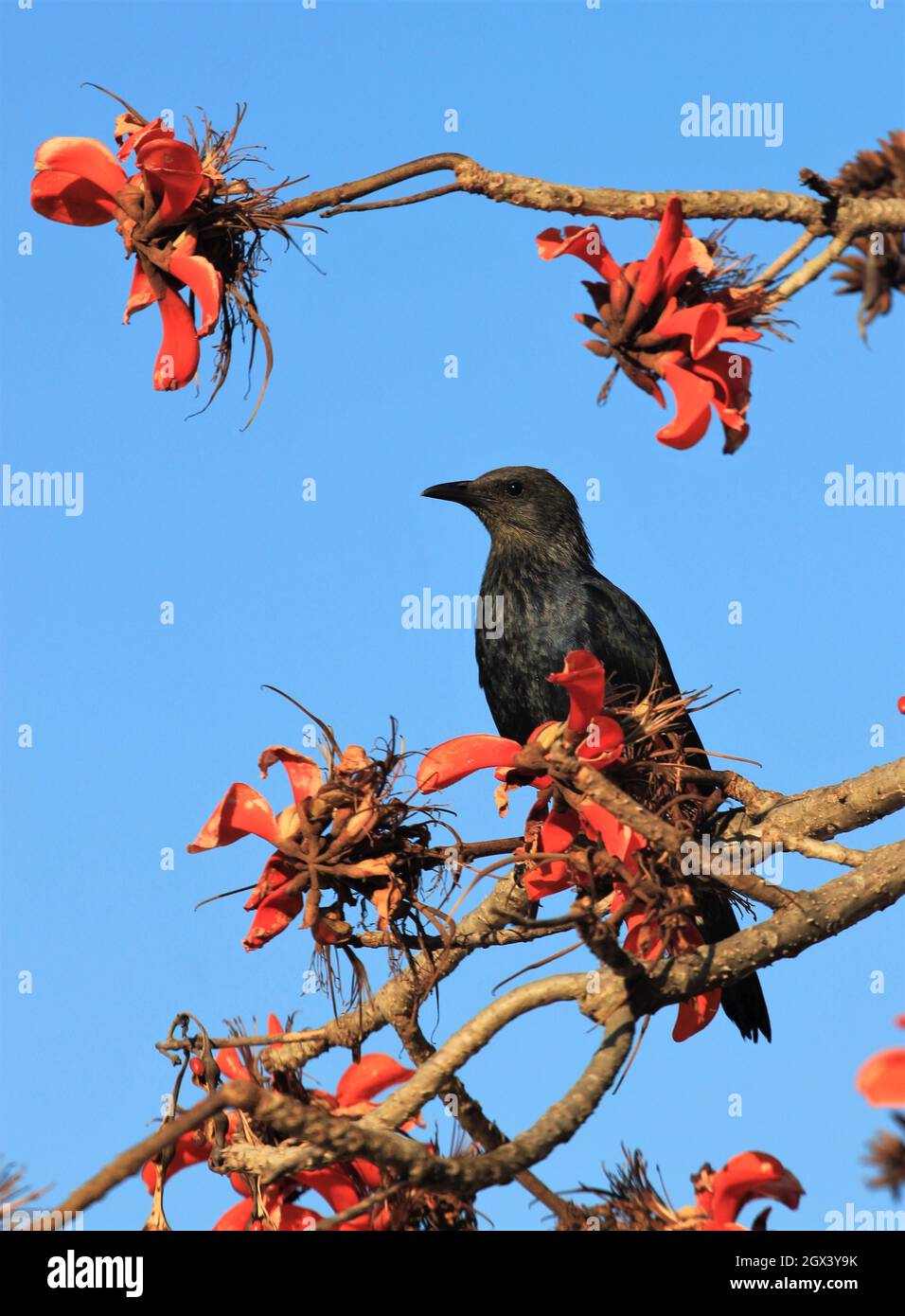 Starling in tree hi-res stock photography and images - Alamy