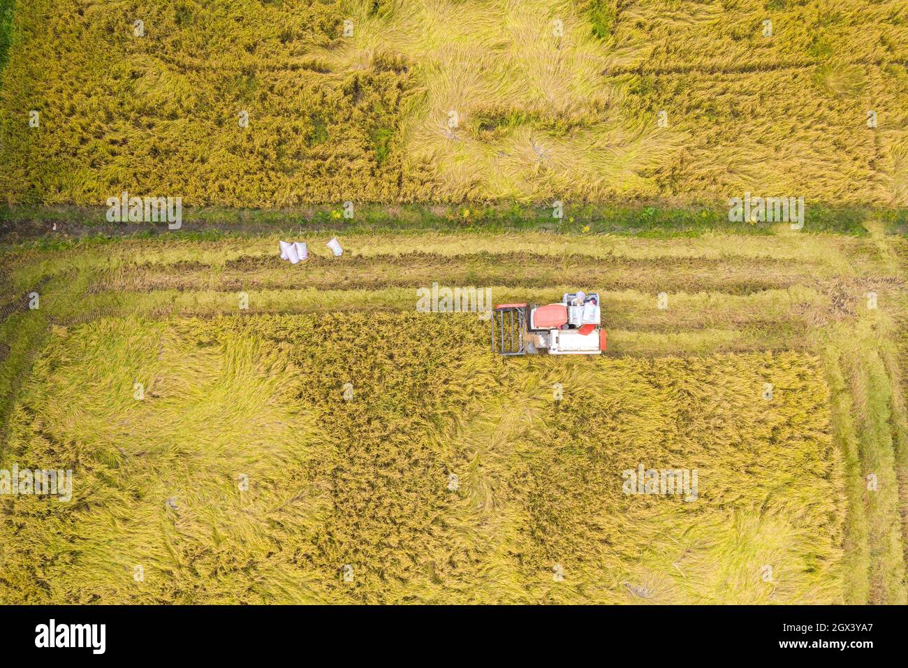Winter-spring rice crop in full harvest Stock Photo - Alamy
