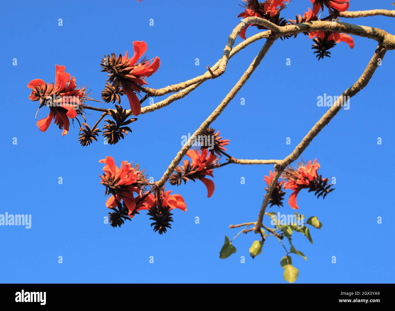 Red coral tree hi-res stock photography and images - Alamy