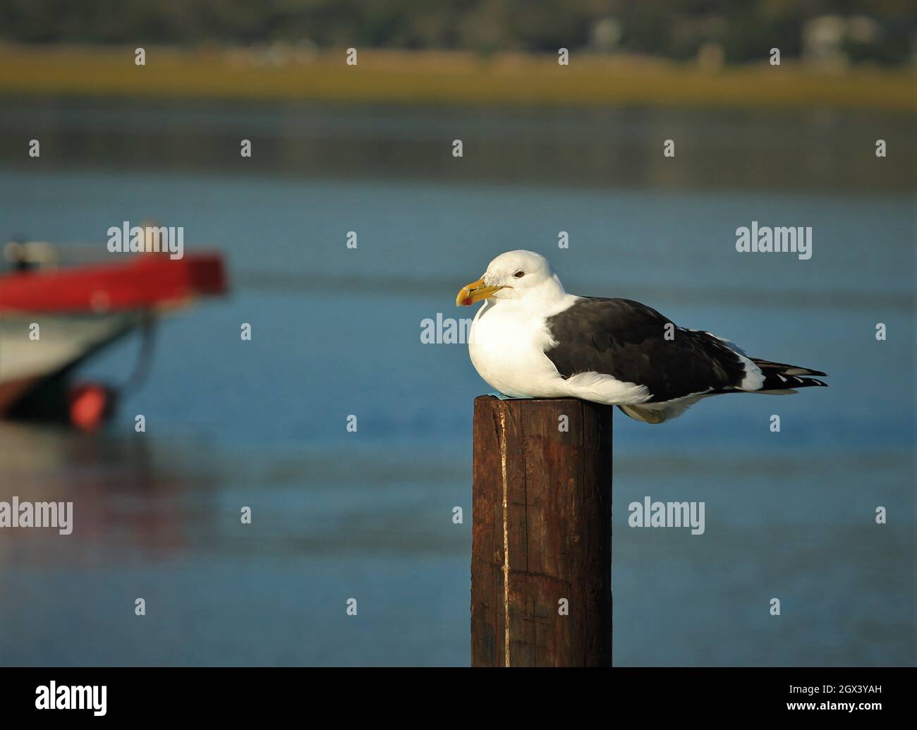 Seagull water bird coast nature hi-res stock photography and images - Alamy