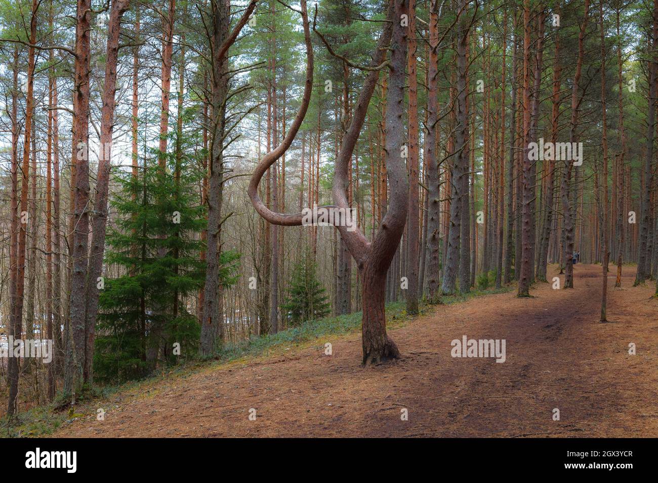 Pine forest at moody day Stock Photo - Alamy