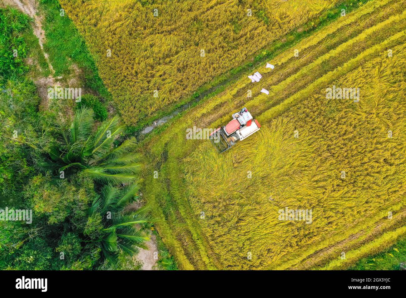 Winter-spring rice crop in full harvest Stock Photo - Alamy