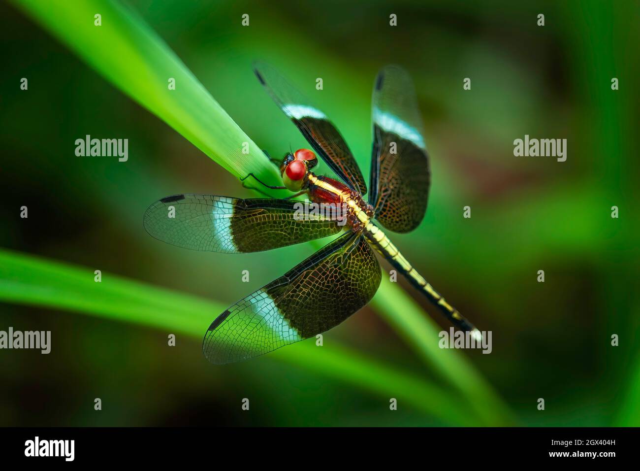 Dragonflies perching on leaves. dragonfly in nature. Dragonflies in ...