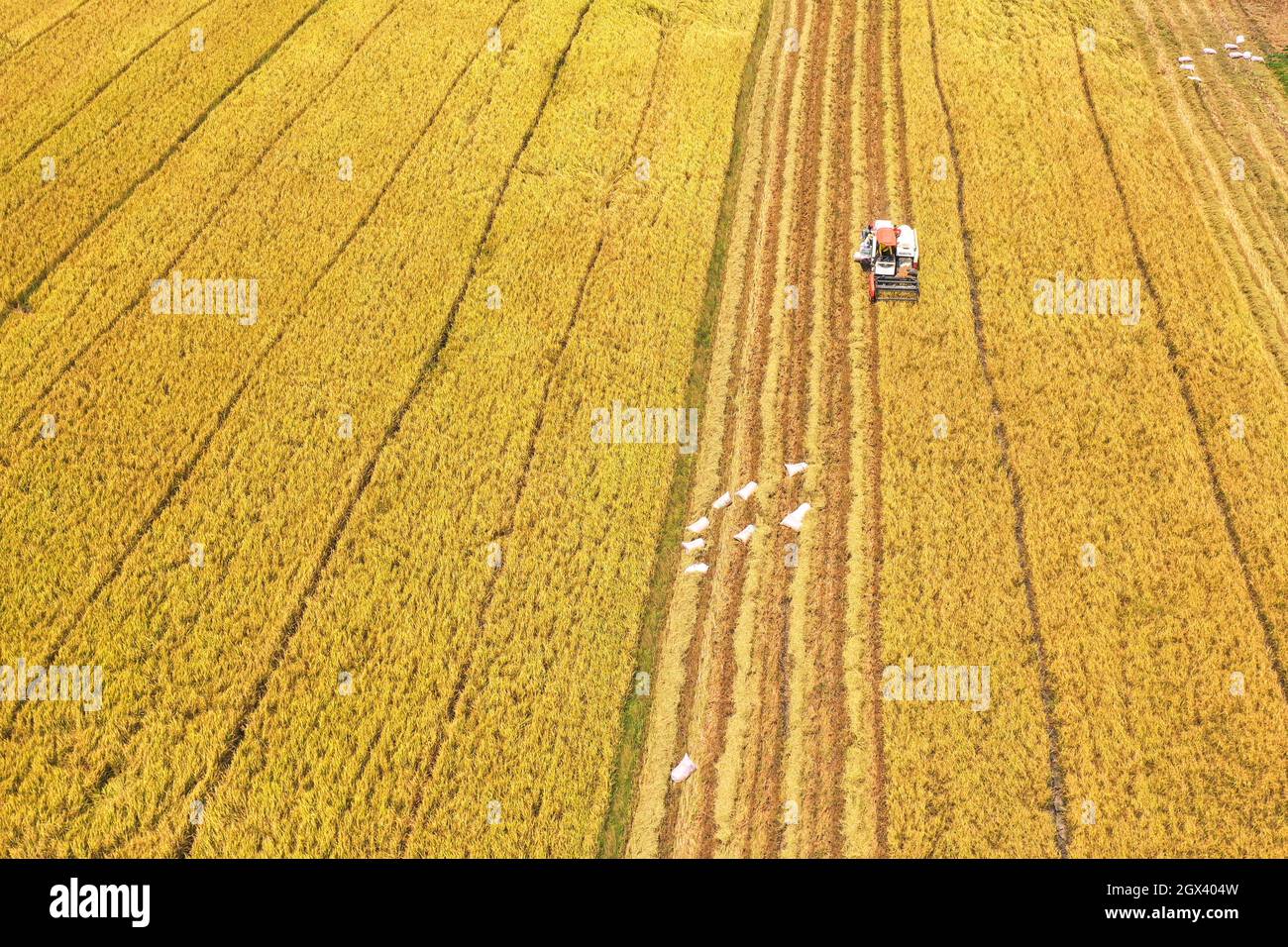 Winter-spring rice crop in full harvest Stock Photo - Alamy