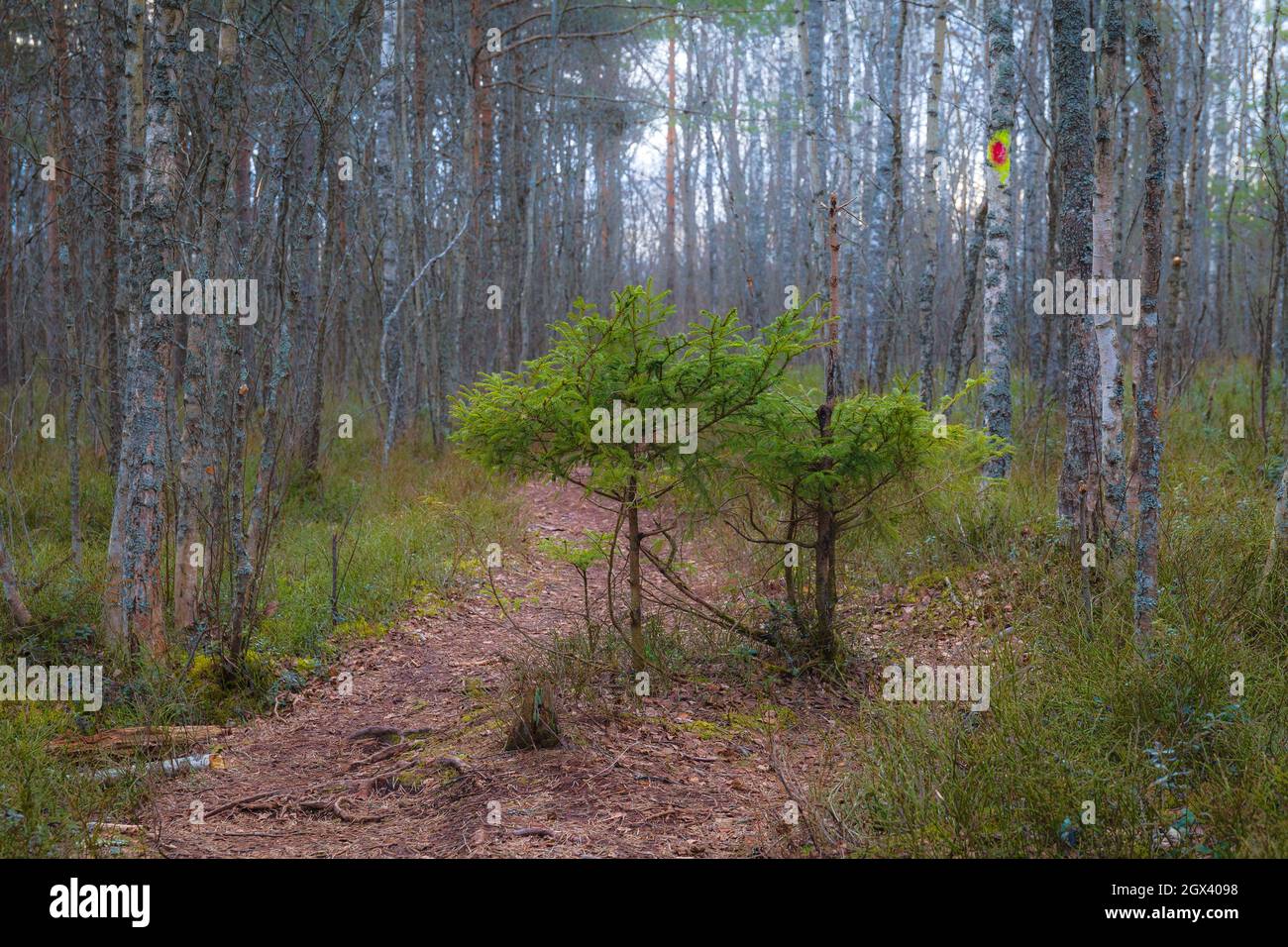Pine forest at moody day Stock Photo - Alamy