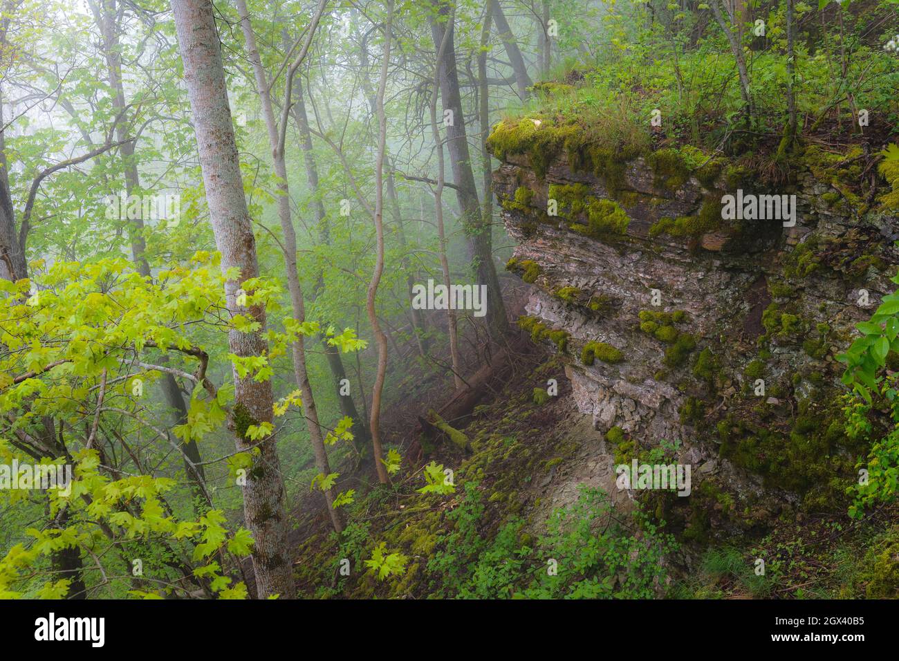 Evergreen colorado fog hi-res stock photography and images - Alamy