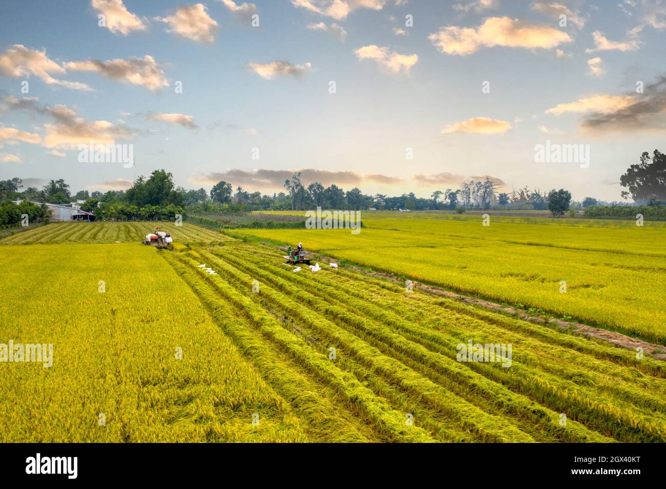 Winter-spring rice crop in full harvest Stock Photo - Alamy