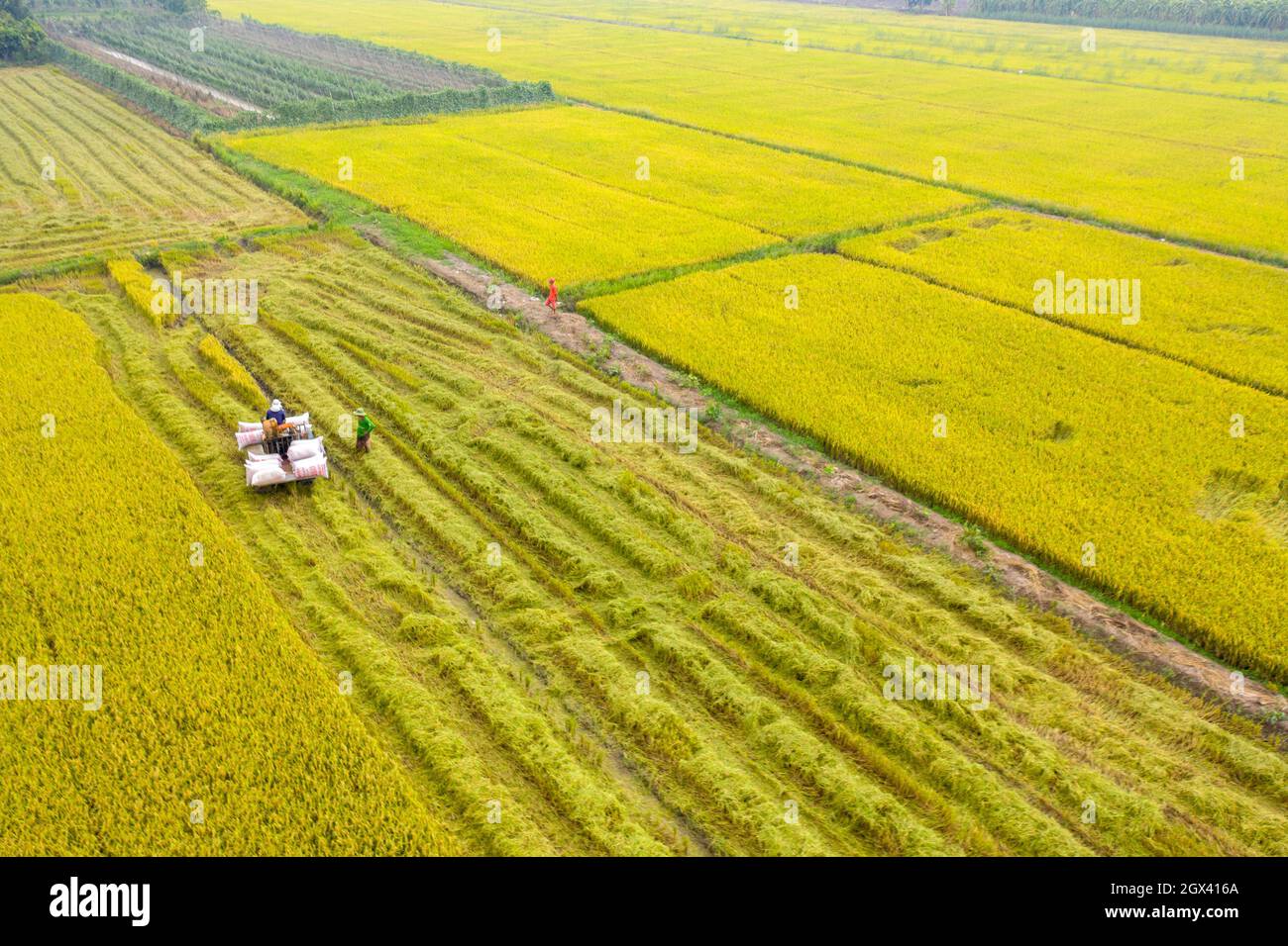 Winter-spring rice crop in full harvest Stock Photo - Alamy