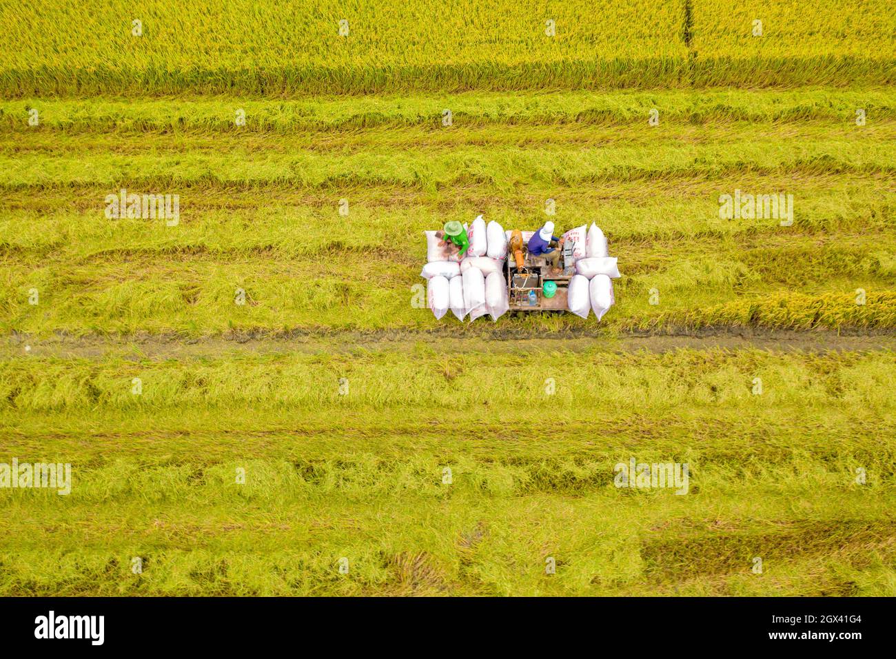 Winter-spring rice crop in full harvest Stock Photo - Alamy