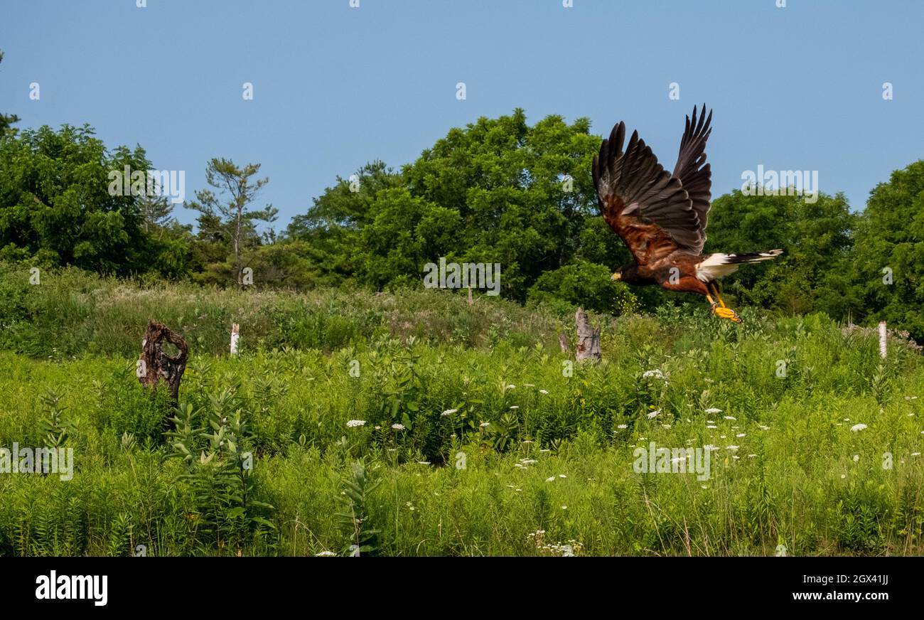 Beautiful shot of a buzzard eagle in flight in a park Stock Photo - Alamy