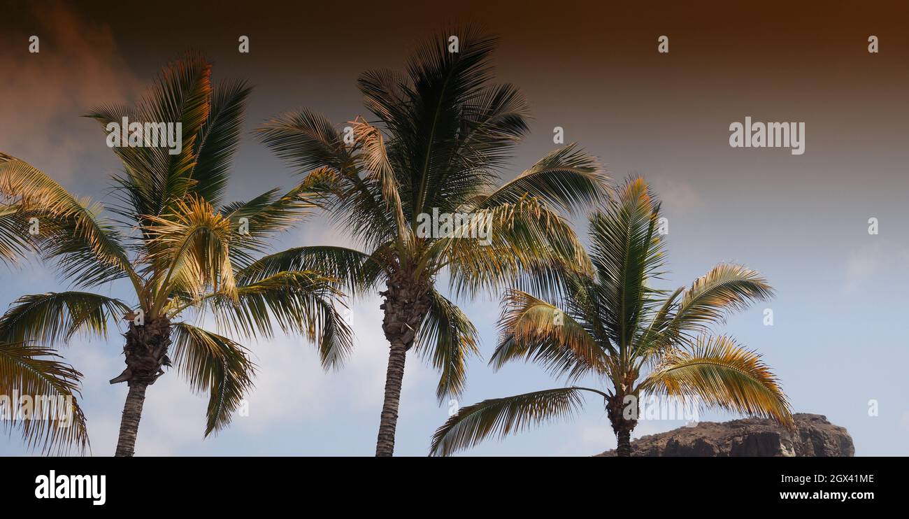 Puerto palm rico leaf hi-res stock photography and images - Alamy