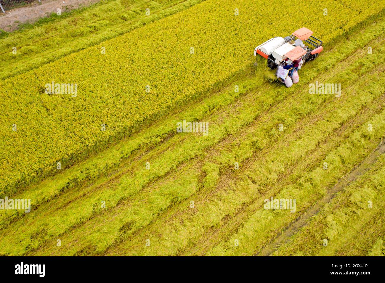Winter-spring rice crop in full harvest Stock Photo - Alamy