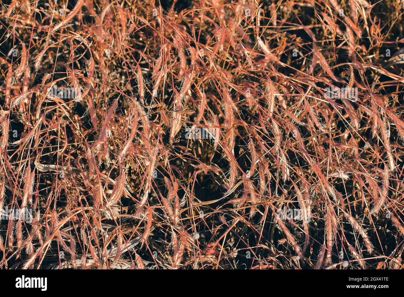 Tangled weeds hi-res stock photography and images - Alamy