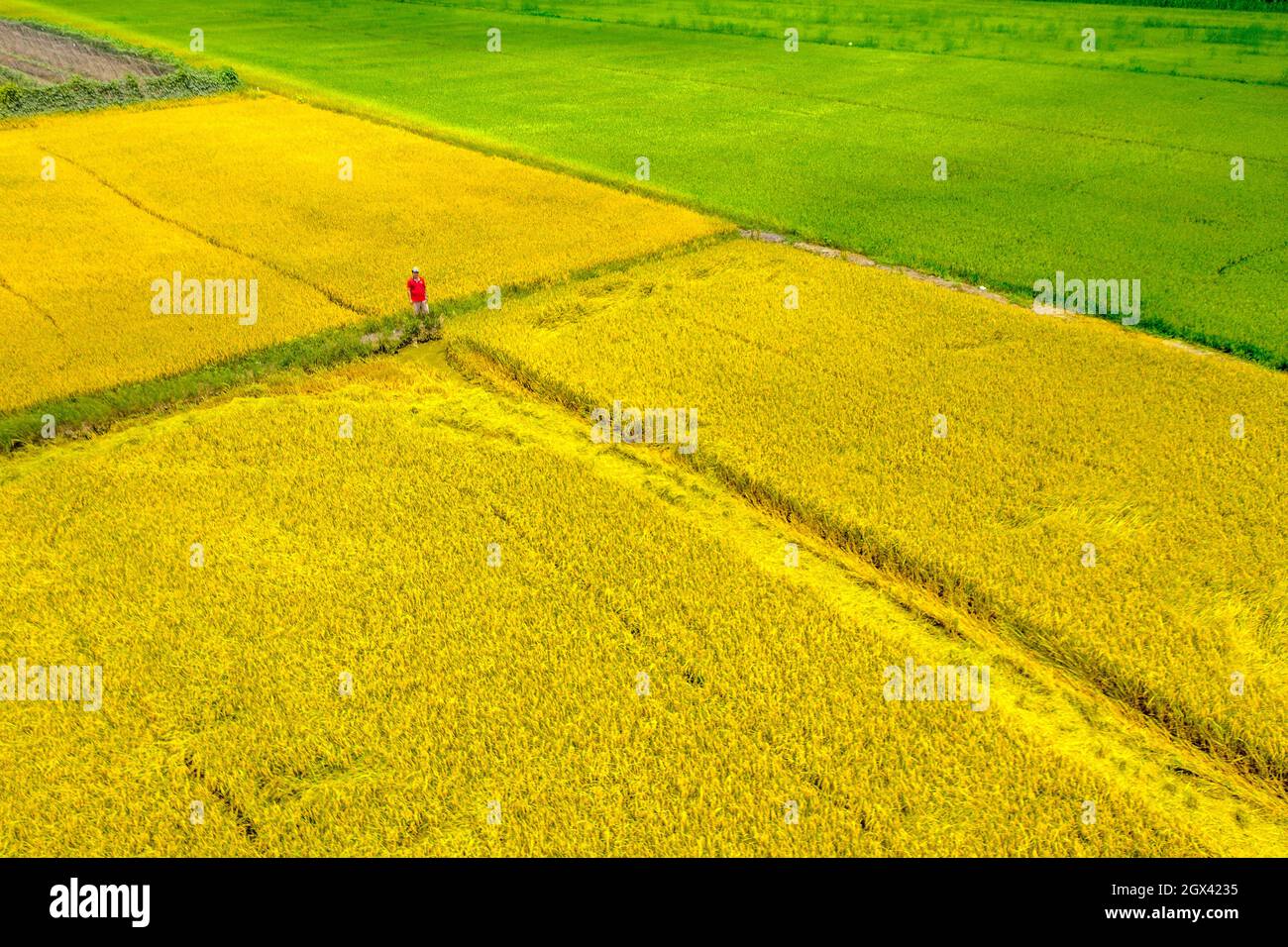 Winter-spring rice crop in full harvest Stock Photo - Alamy