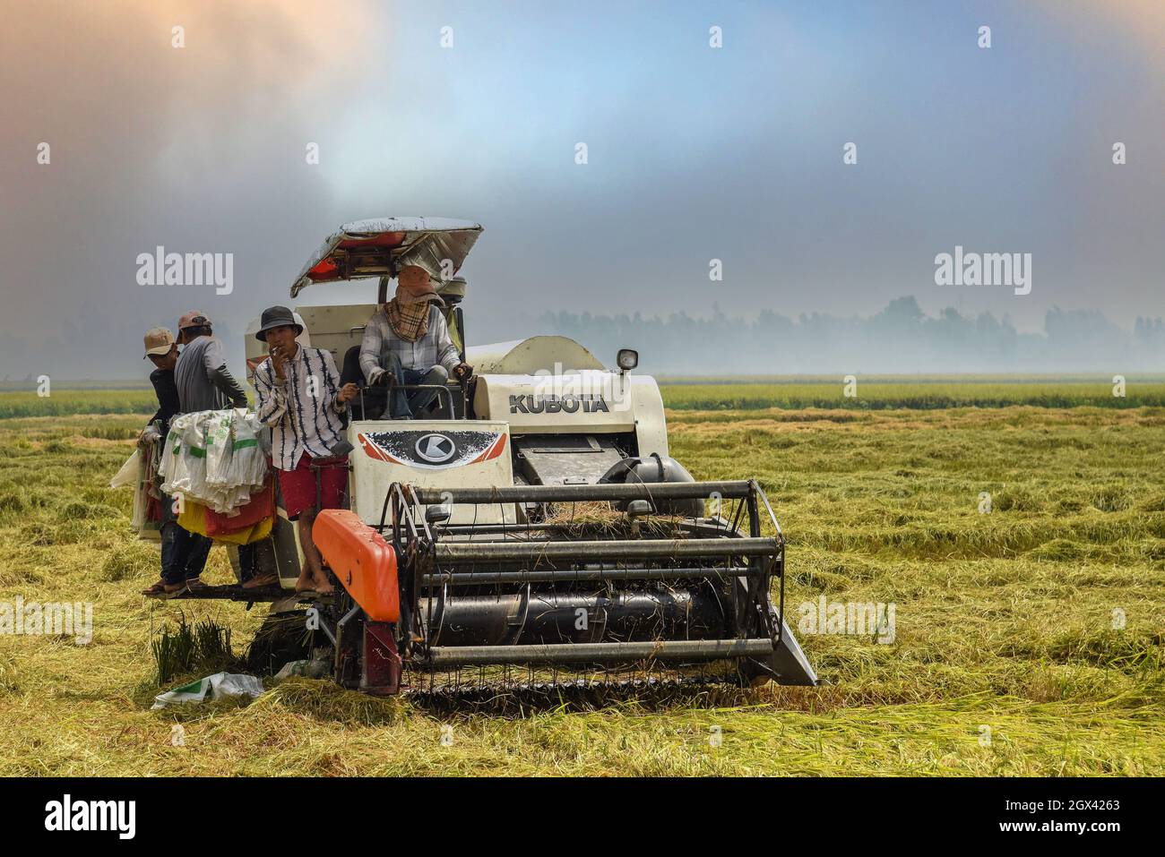Winter-spring rice crop in full harvest Stock Photo - Alamy