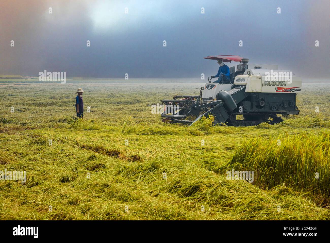 Winter-spring rice crop in full harvest Stock Photo - Alamy