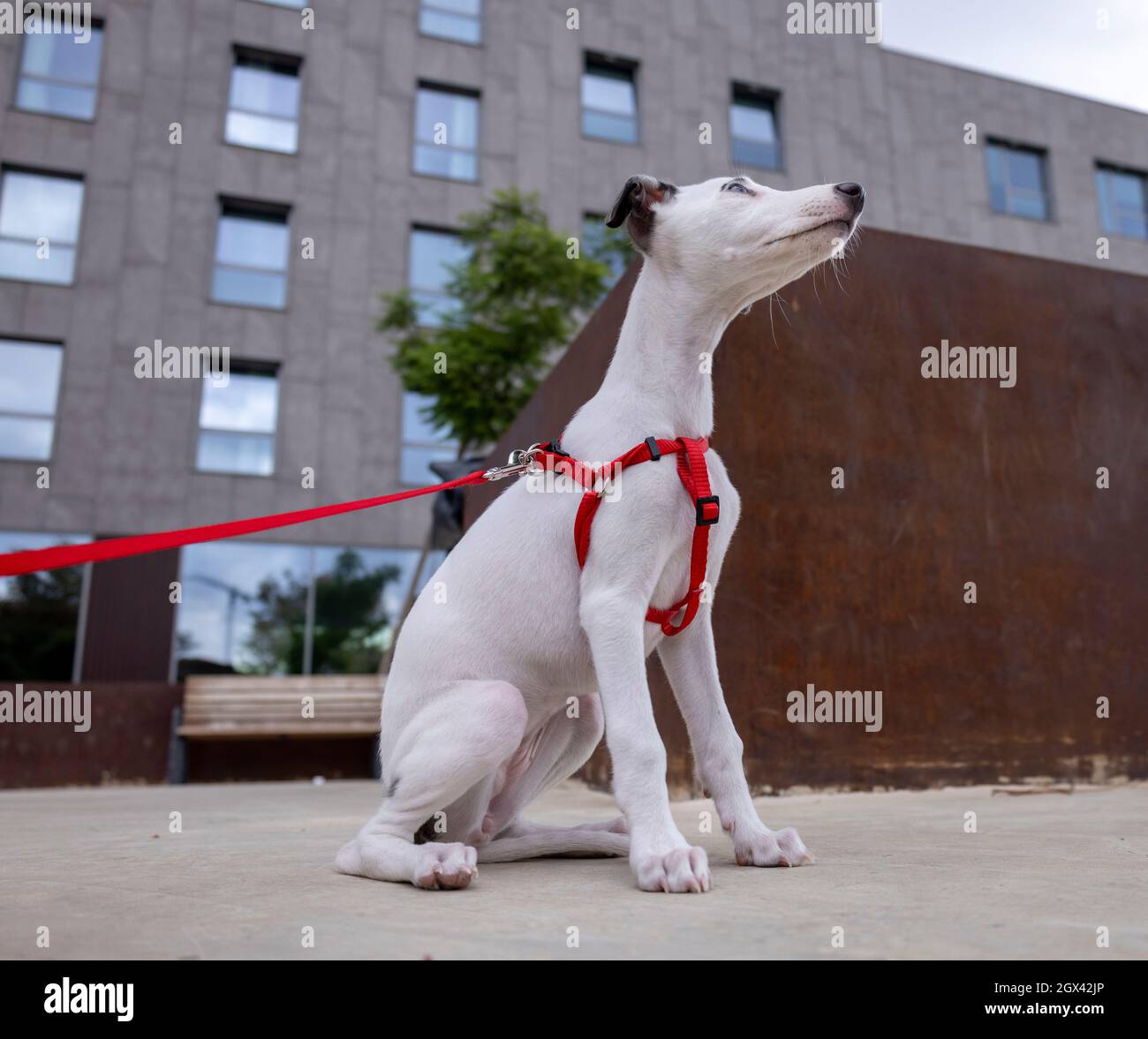Cute pet whippet puppy in urban setting Stock Photo - Alamy