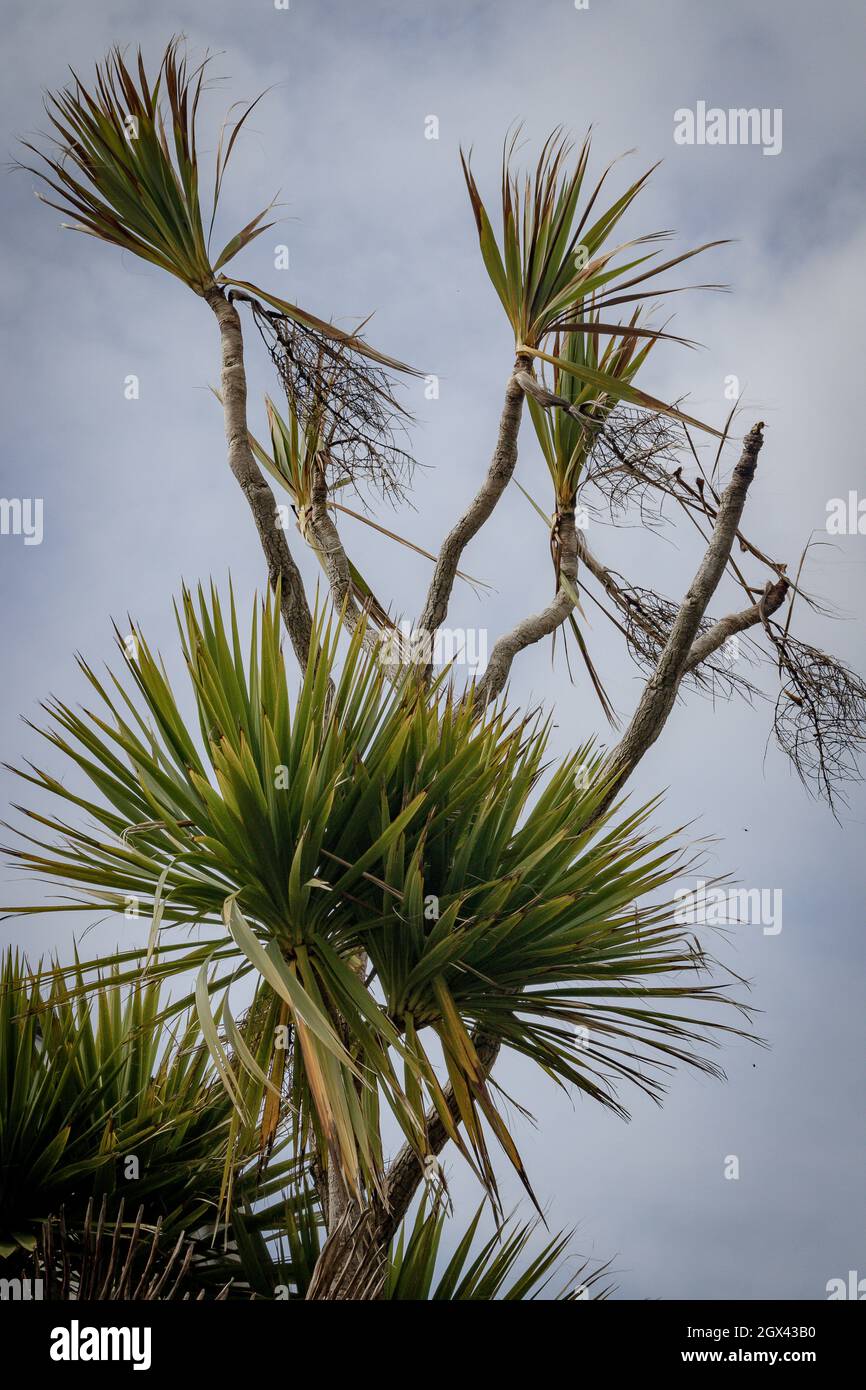 Cornish palms hi-res stock photography and images - Alamy