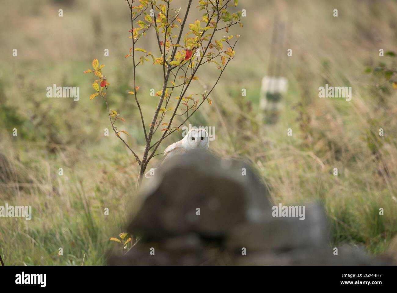 Barn owl pateley bridge hi-res stock photography and images - Alamy