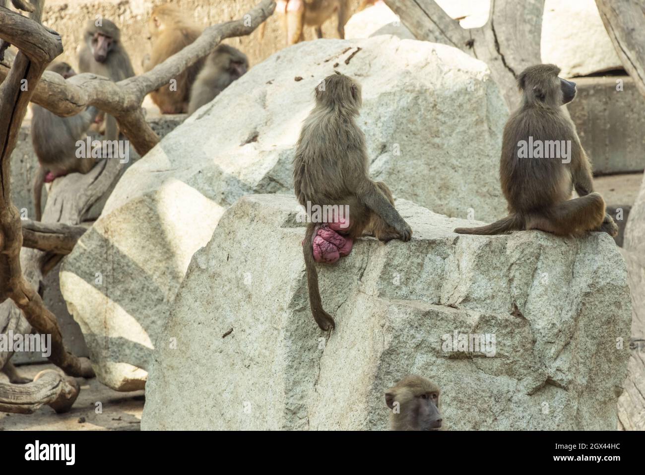 A family of baboons resting on a rock in the sun Stock Photo - Alamy
