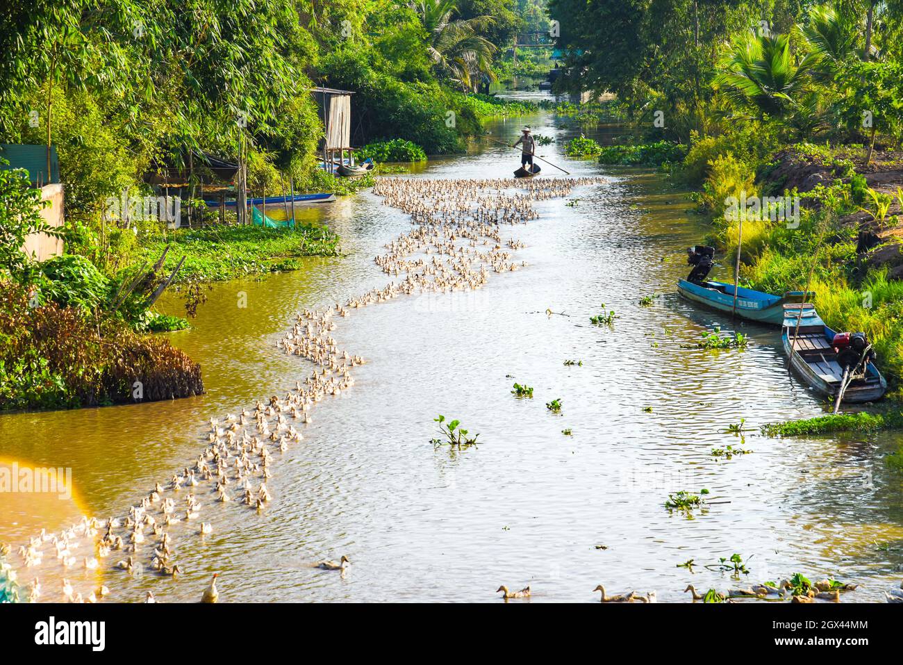 Raising ducks to run in the field Stock Photo - Alamy