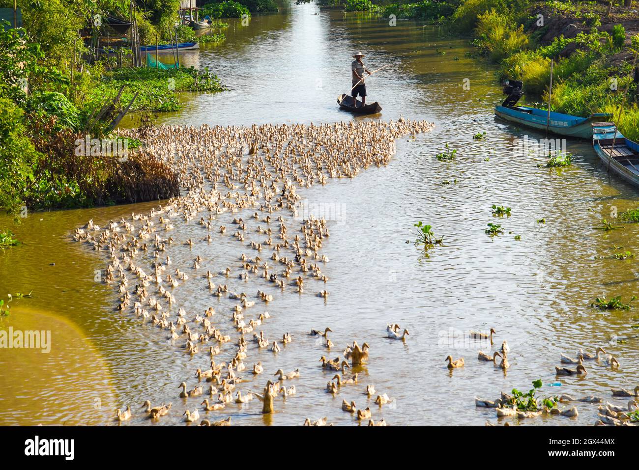 Raising ducks to run in the field Stock Photo - Alamy
