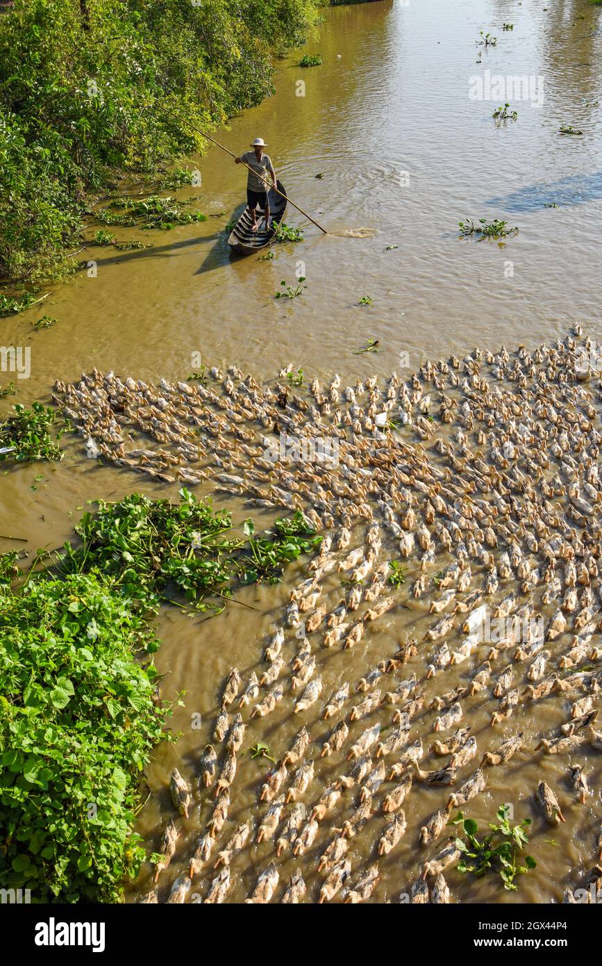 Raising ducks to run in the field Stock Photo - Alamy