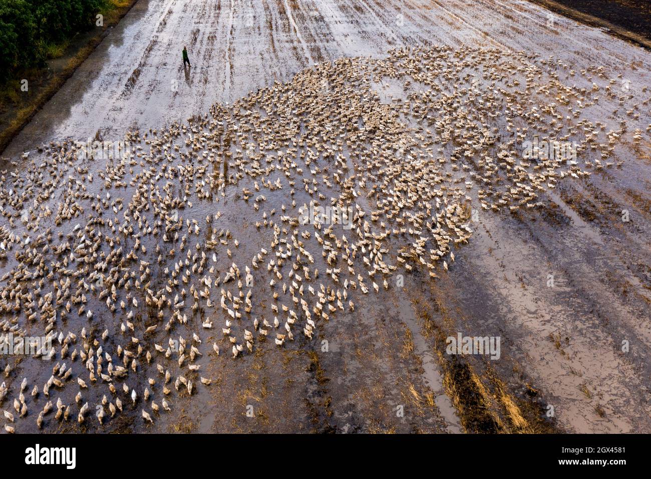 Raising ducks to run in the field Stock Photo - Alamy