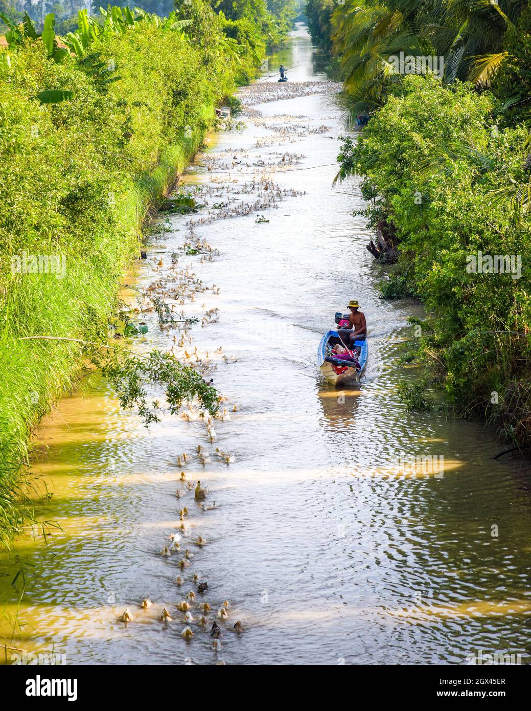 Raising ducks to run in the field Stock Photo - Alamy