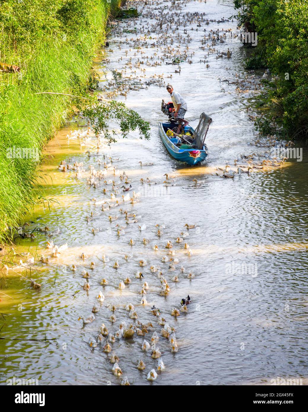Raising ducks to run in the field Stock Photo - Alamy