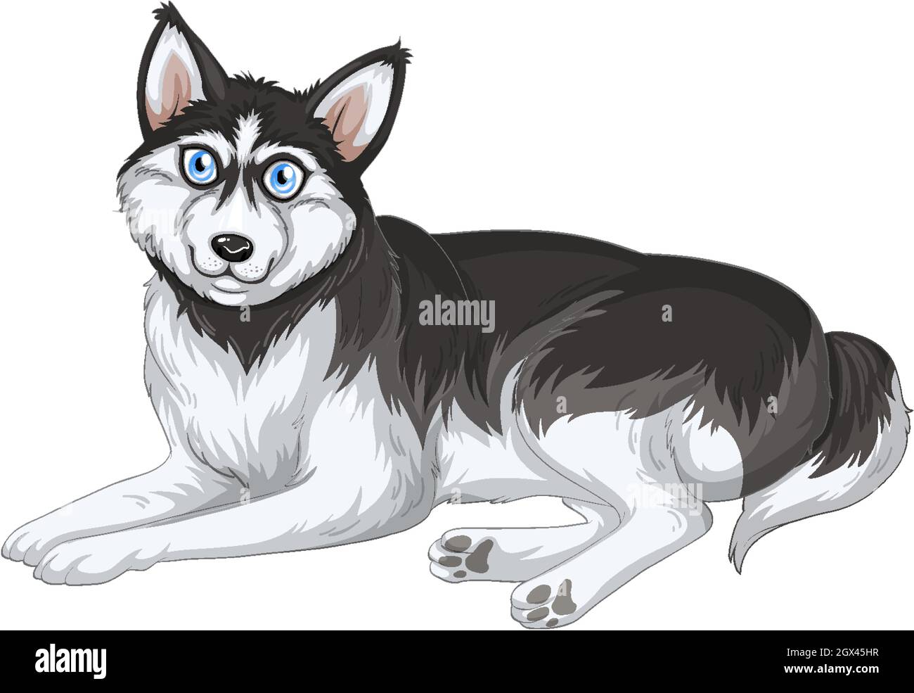 Siberian husky dog cartoon on white background illustration Stock ...