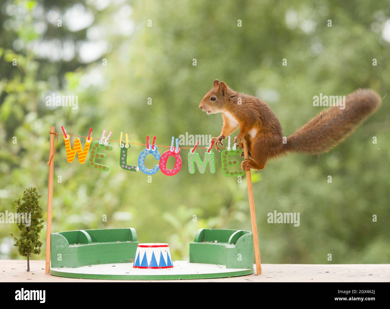 Squirrel on wire hi-res stock photography and images - Alamy