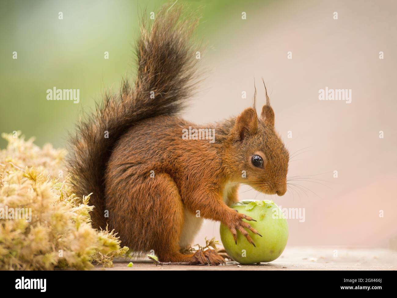 Red squirrel is eating an apple hi-res stock photography and images - Alamy