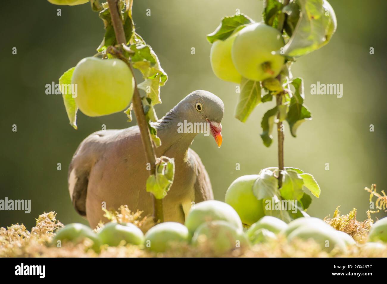 Dove branches hi-res stock photography and images - Alamy