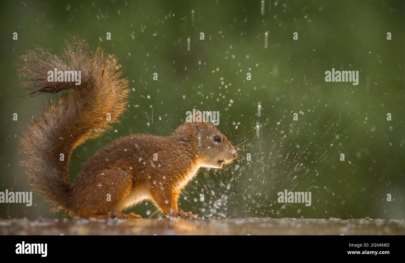 Wet red squirrel is standing in the rain hi-res stock photography and ...