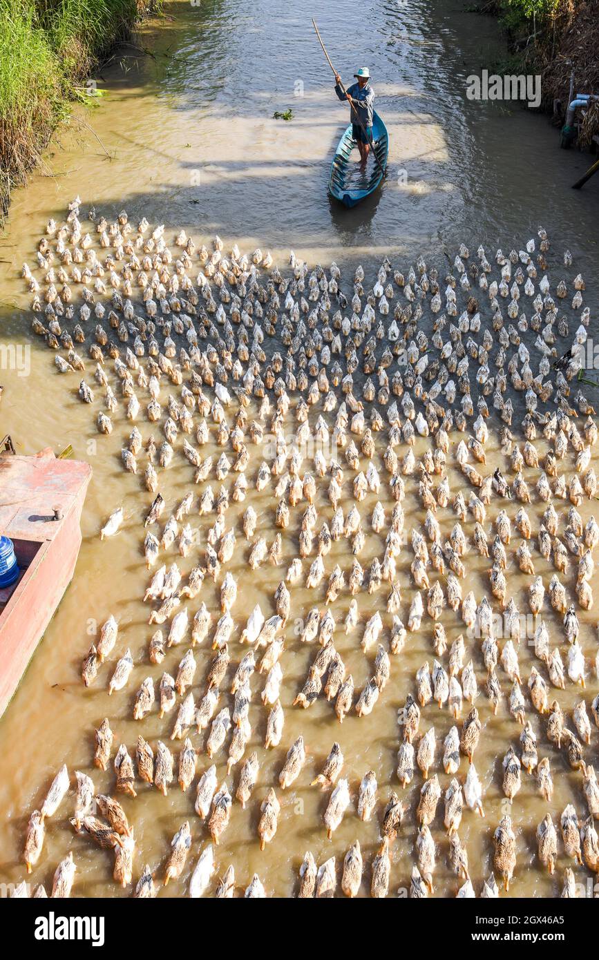 Raising ducks to run in the field Stock Photo - Alamy